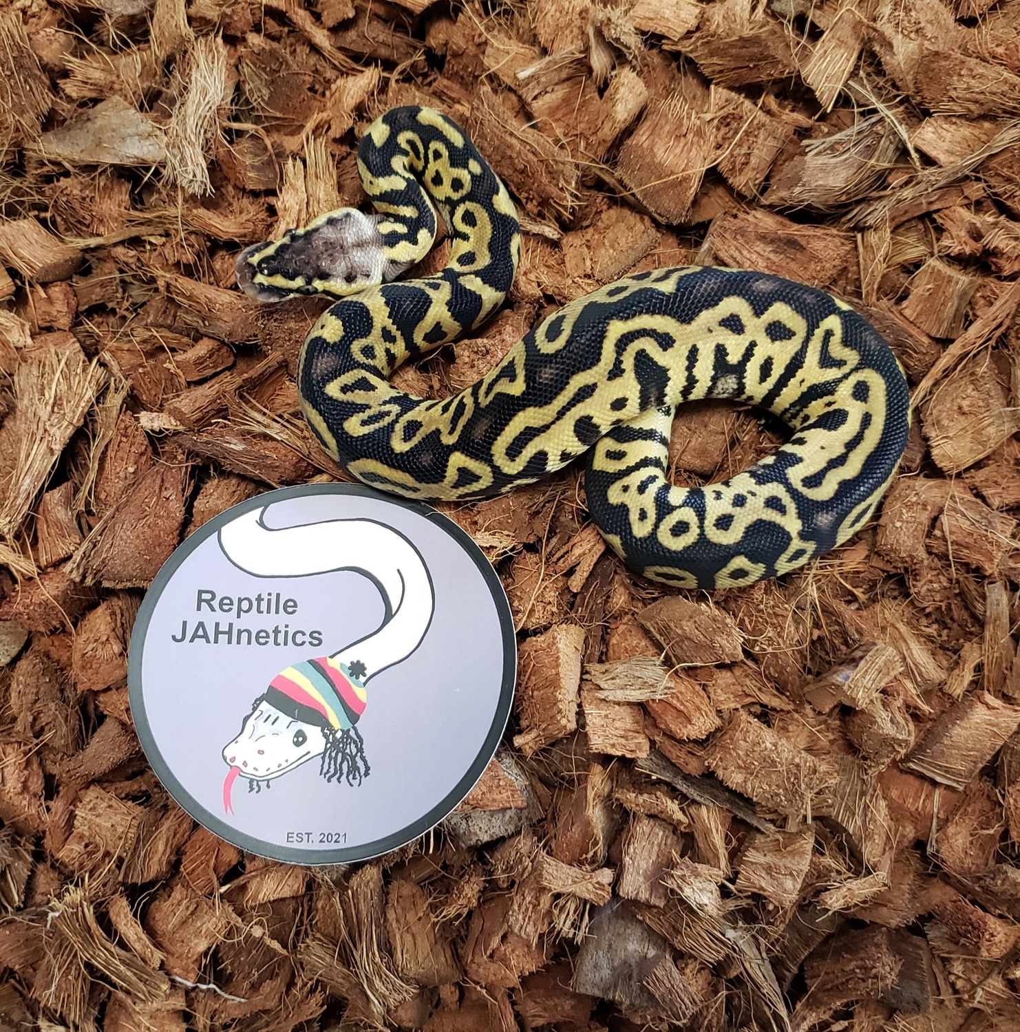 Leopard / Pastel / 50% Het Clown Ball Python by Reptile JAHnetics ...