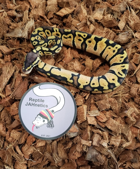 Pastel / Yellow Belly / 50% Het Clown Ball Python by Reptile JAHnetics