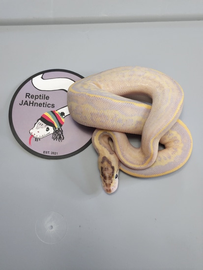 Leopard / Ivory *** (READ DETAILS) *** Ball Python by Reptile JAHnetics
