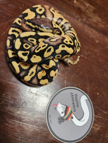 Pastel Yellowbelly 50% Het Clown Ball Python by Reptile JAHnetics