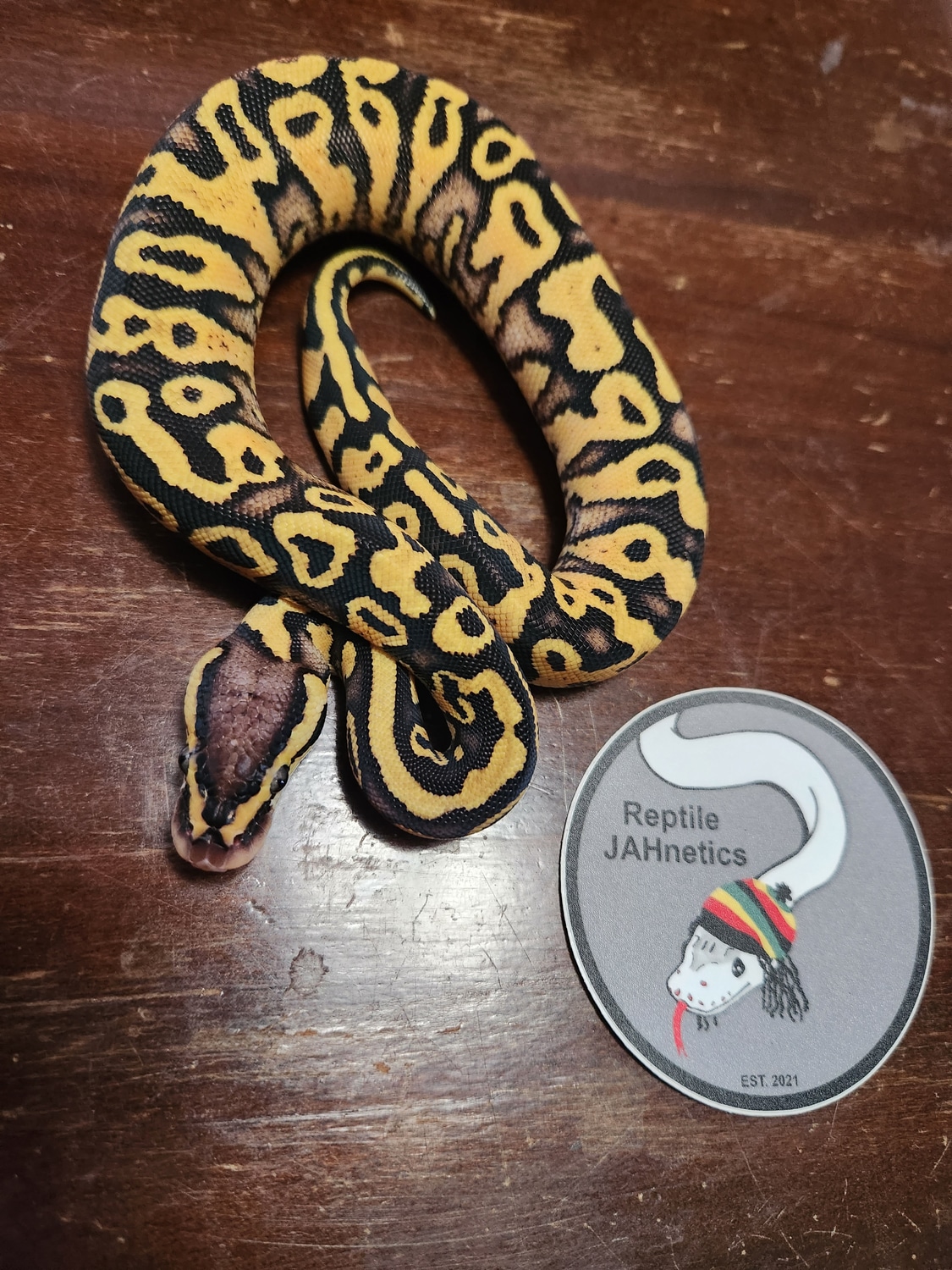 Pastel Yellowbelly 50% Het Clown Ball Python by Reptile JAHnetics ...
