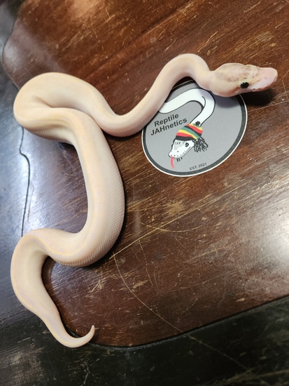 Ivory Ball Python by Reptile JAHnetics