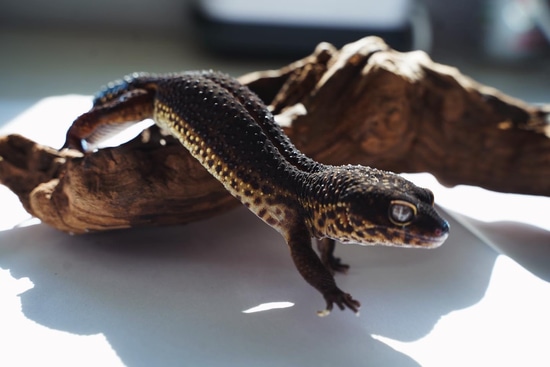 Korean Import Black Night Leopard Gecko by Dreaded Exotics