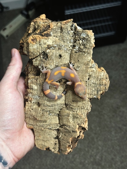 Lava Leopard Gecko by Dreaded Exotics