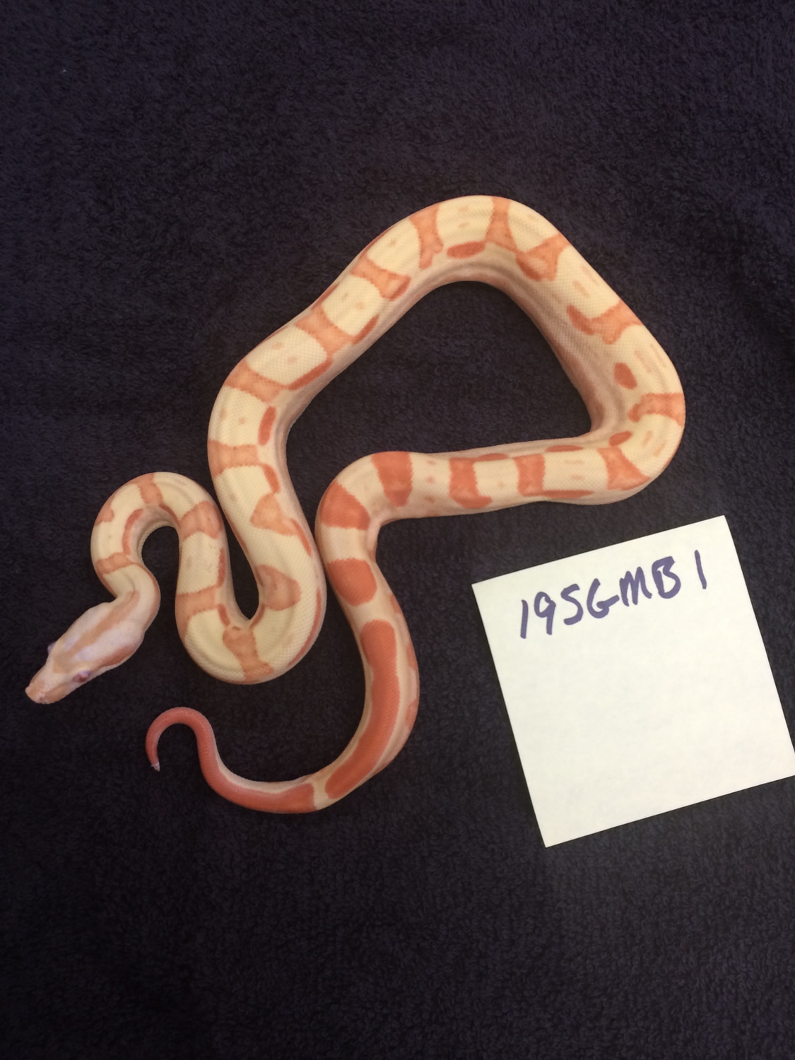 Sunglow Motley Boa Boa Constrictor by Dream Come True Reptiles ...