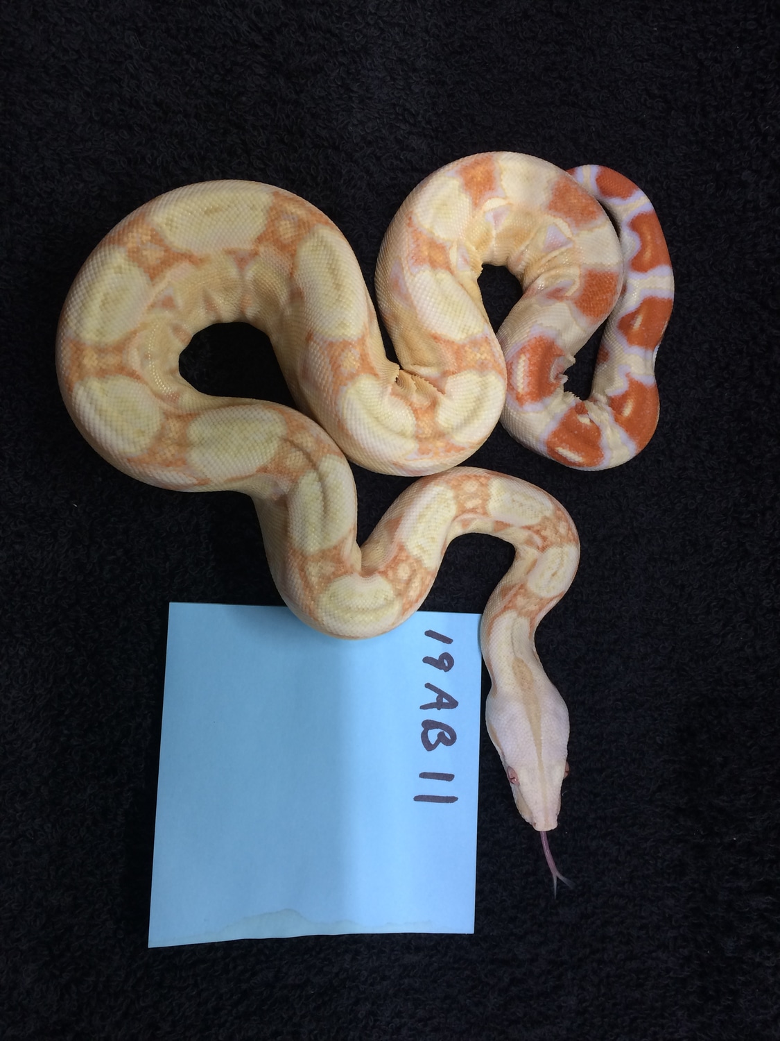 Albino Red Tail Boa Boa Constrictor by Dream Come True Reptiles ...
