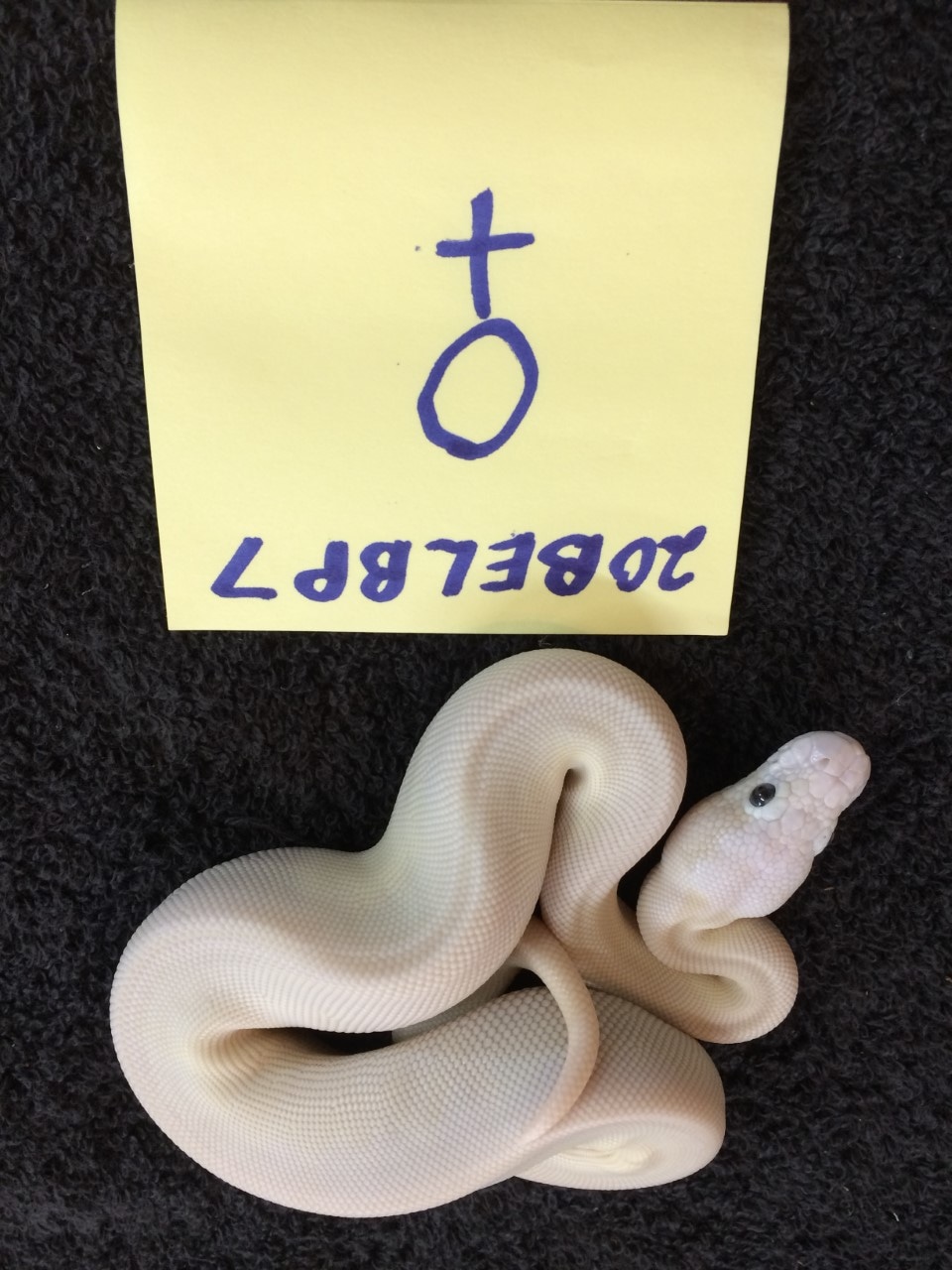 Blue Eyed Lucy Pastel Ball Python by Dream Come True Reptiles - MorphMarket