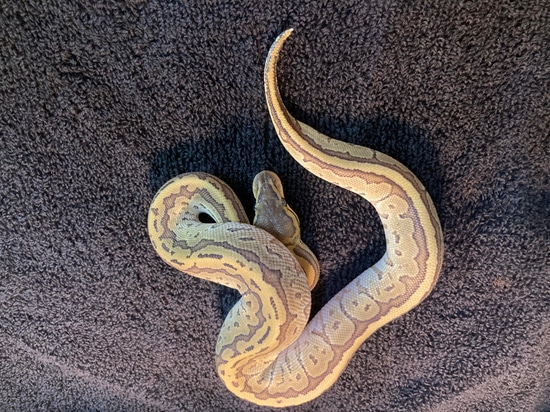 Mystic Pin Ball Python by Dream Come True Reptiles