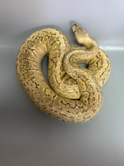 Dragonfly Calico Ball Python by Dreamer’s Reptiles