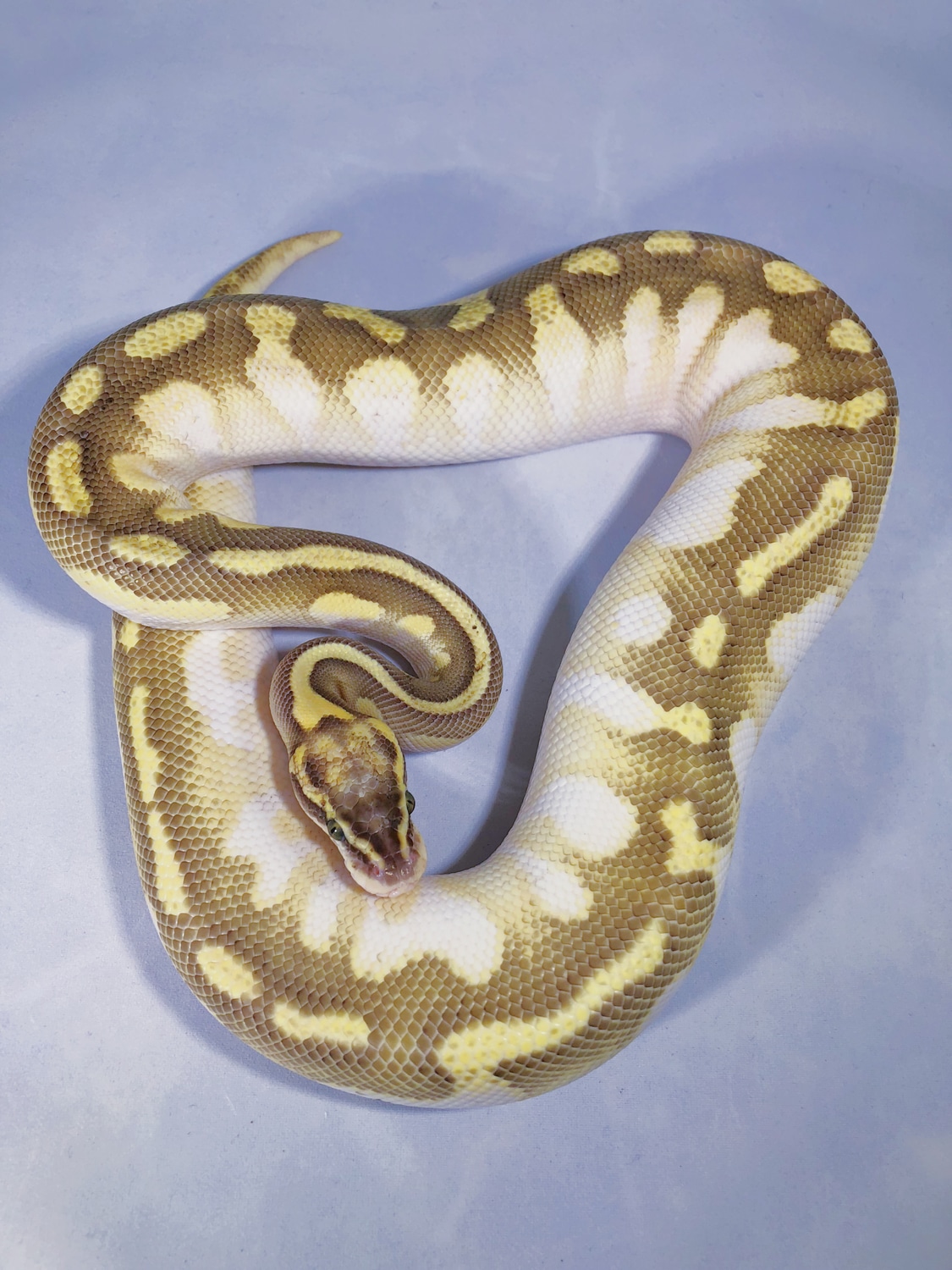 Orange Dream Super Pastel Lesser Enchi Calico Ball Python by Dream Gene ...