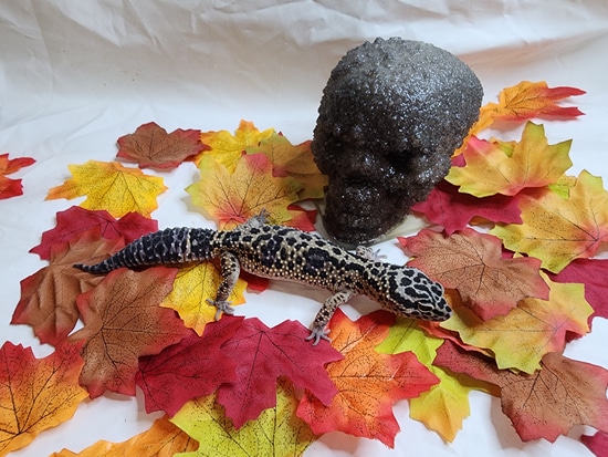 Mac Snow Leopard Gecko by Dream Realm Exotics