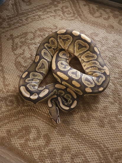 Fancy BP Ball Python by Dream Realm Exotics