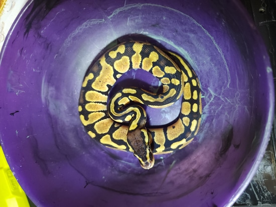 Fancy BP Ball Python by Dream Realm Exotics