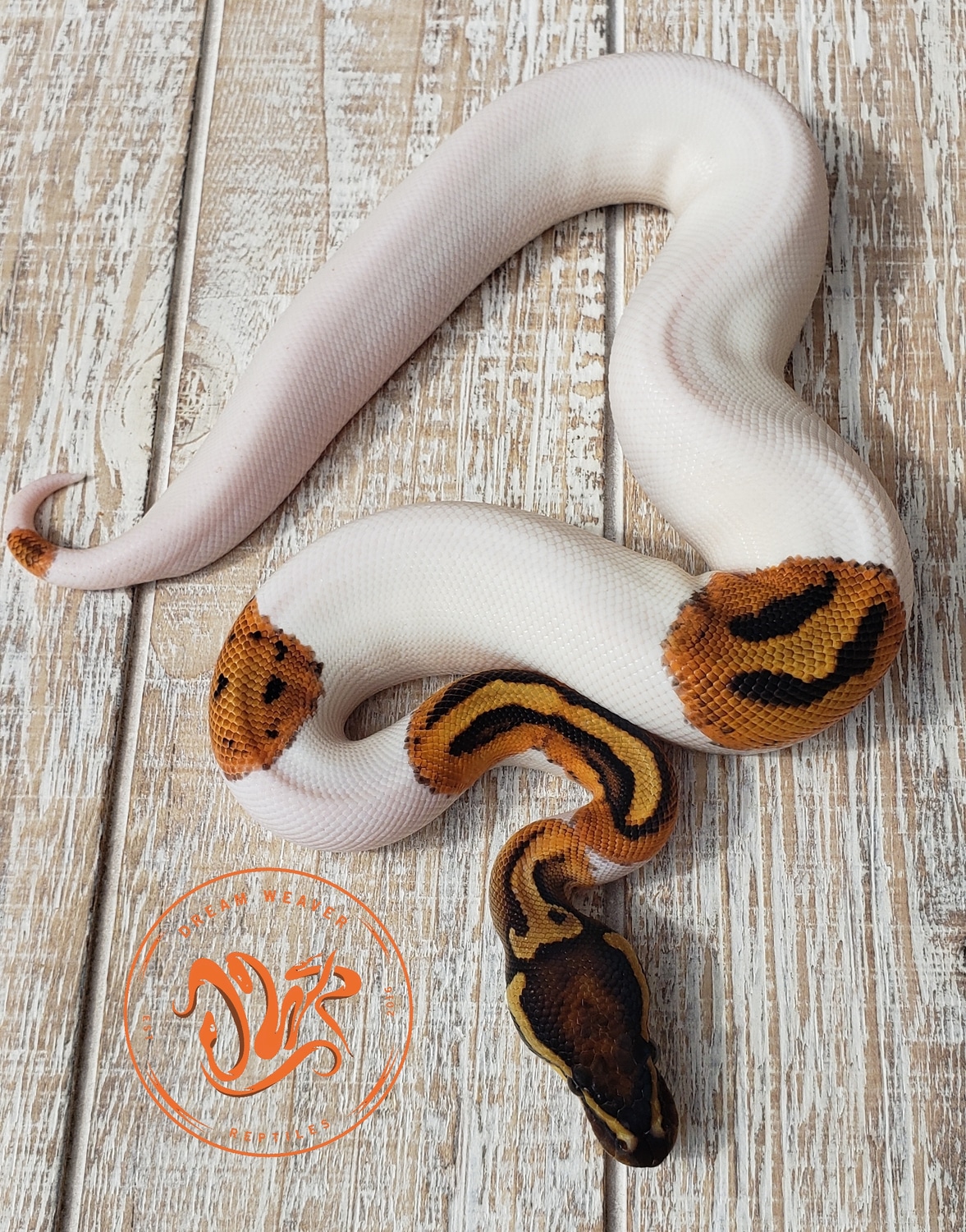 Orange Dream Pied Ball Python by Dream Weaver Reptiles - MorphMarket