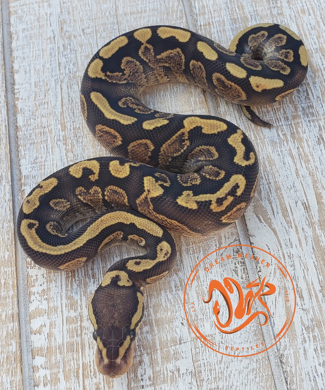 Ghi Fire Ball Python by Dream Weaver Reptiles - MorphMarket