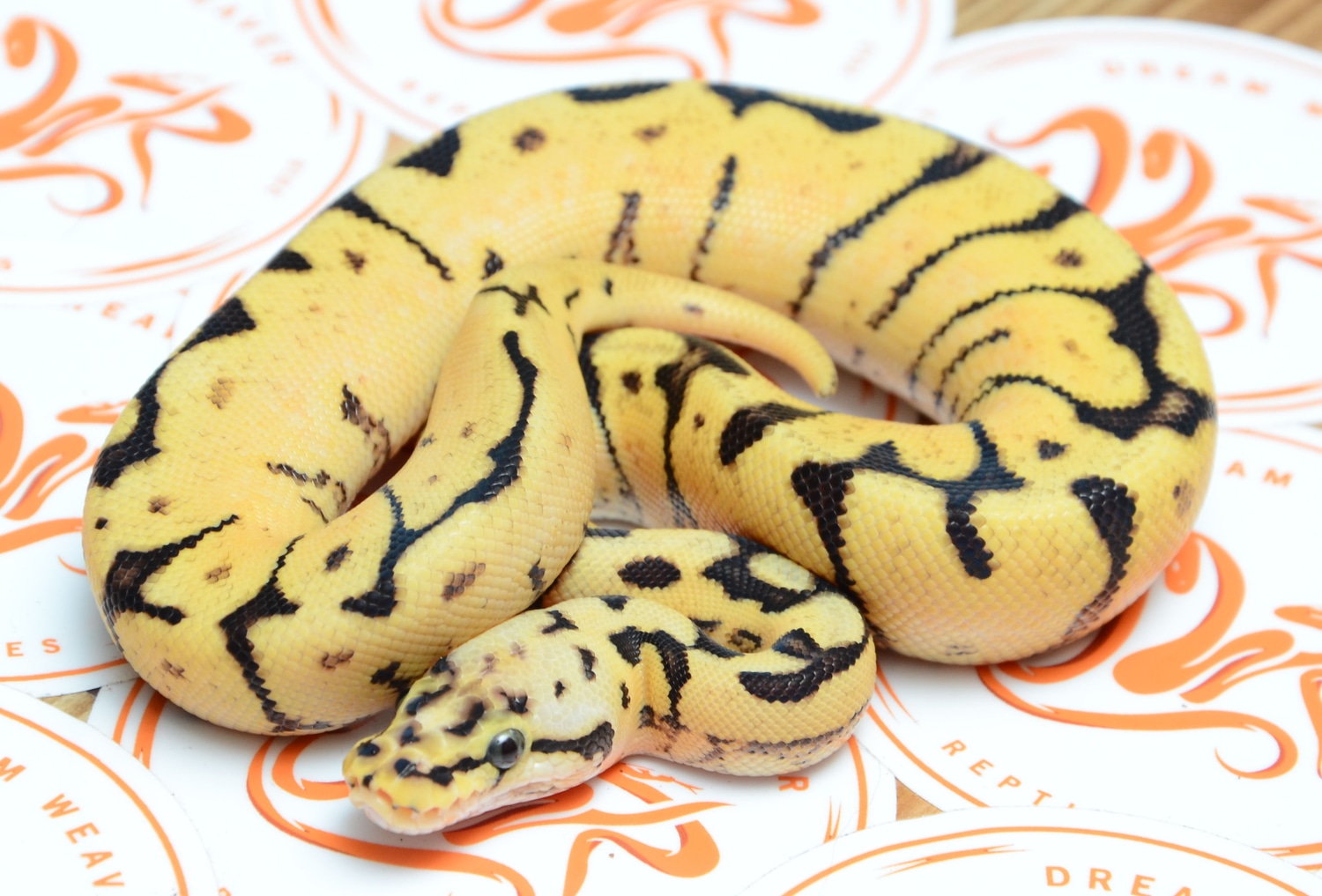 Bumblebee YB/Gravel Pos. Double Het. Clown/Hypo Ball Python by Dream ...