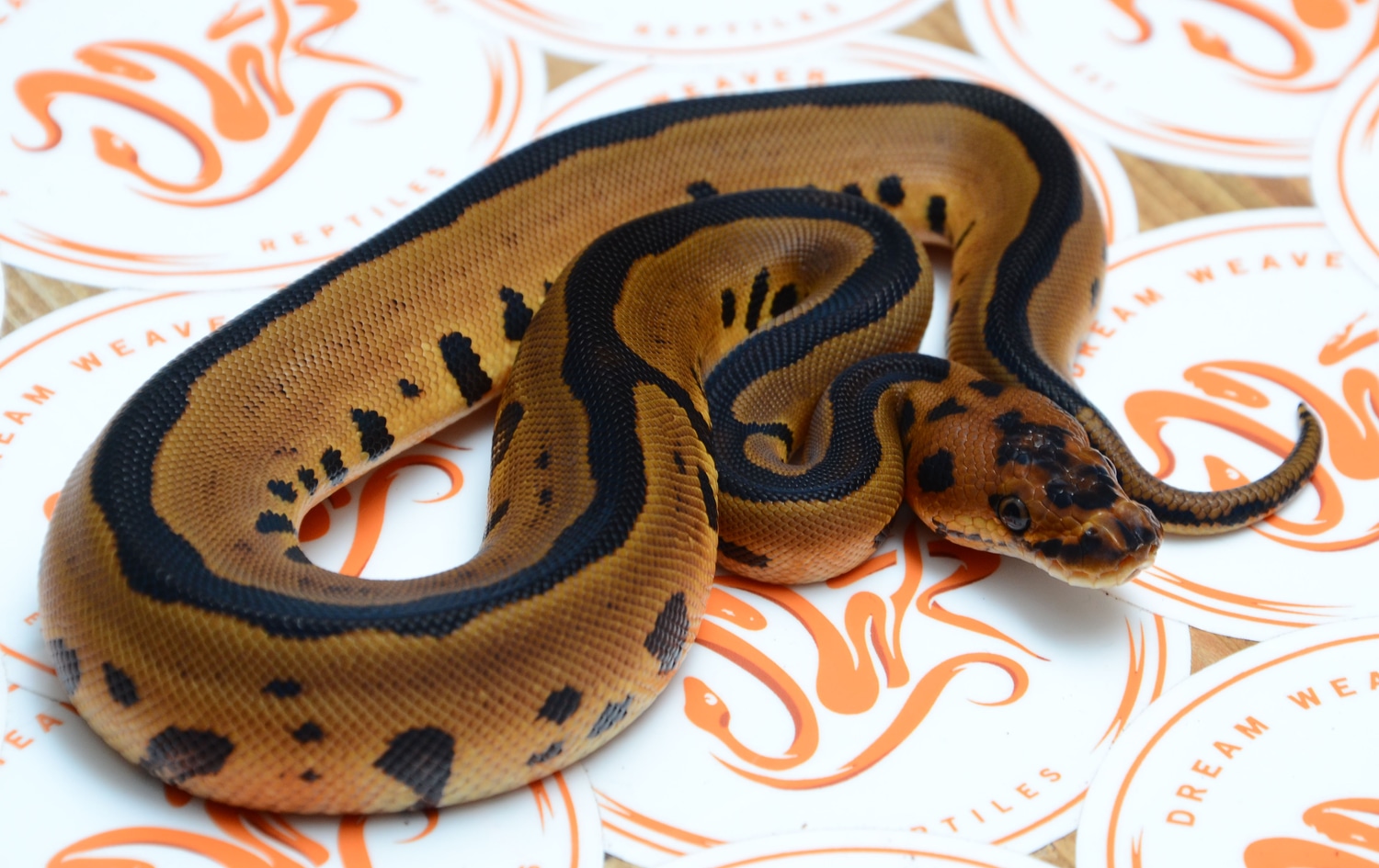 Leopard Blade Clown Ball Python by Dream Weaver Reptiles - MorphMarket