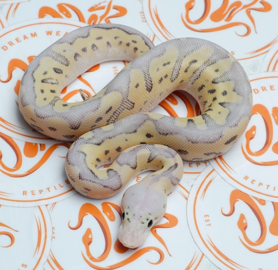 Superfly Clown Ball Python by Dream Weaver Reptiles