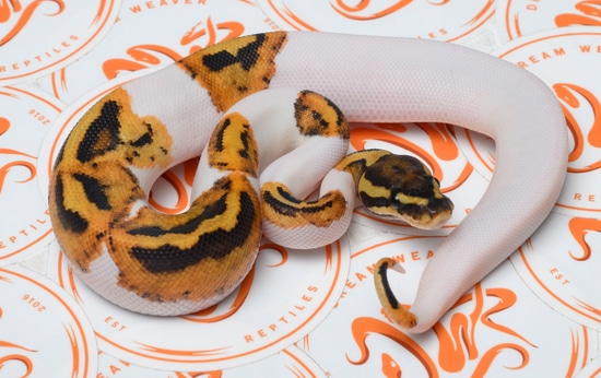 Fire Pied Ball Python by Dream Weaver Reptiles