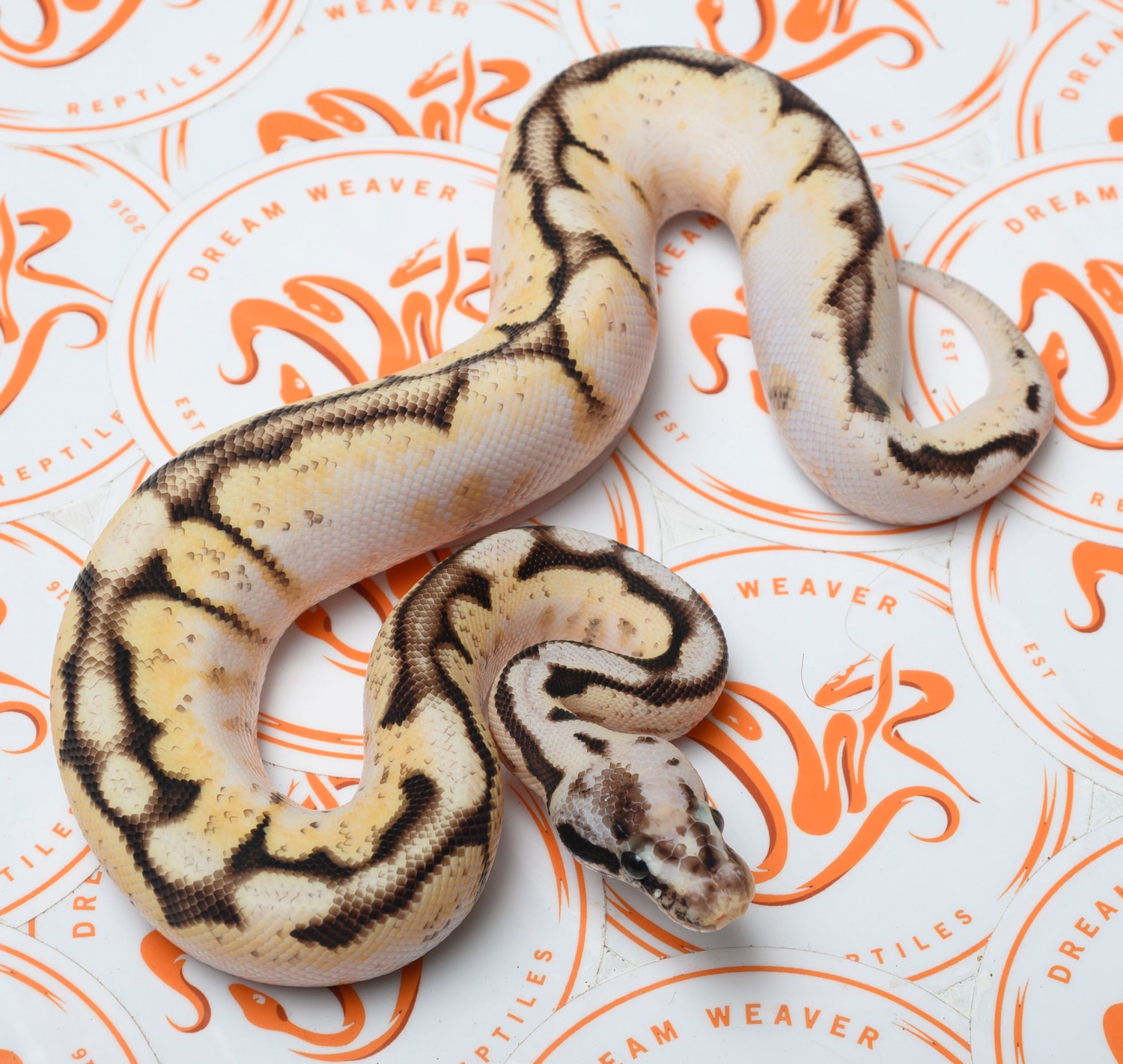 Killer Calico Spider Paradox Ball Python by Dream Weaver Reptiles ...