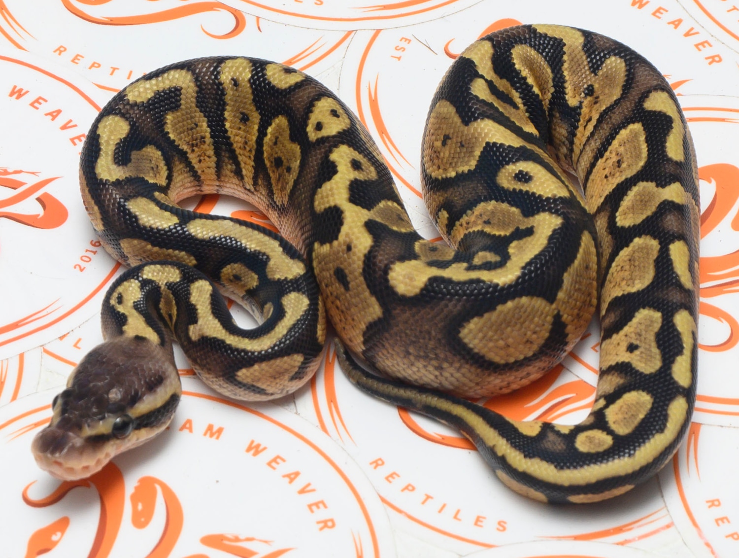 Pastel Mahogany Ball Python by Dream Weaver Reptiles - MorphMarket
