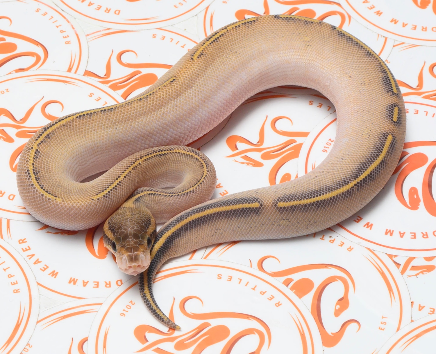 Pastel Mahogany Highway Ball Python by Dream Weaver Reptiles - MorphMarket