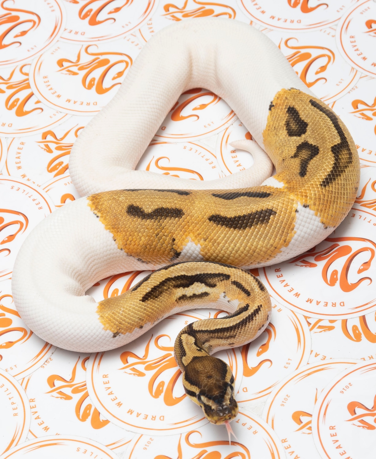 Orange Dream Pied Ball Python by Dream Weaver Reptiles - MorphMarket