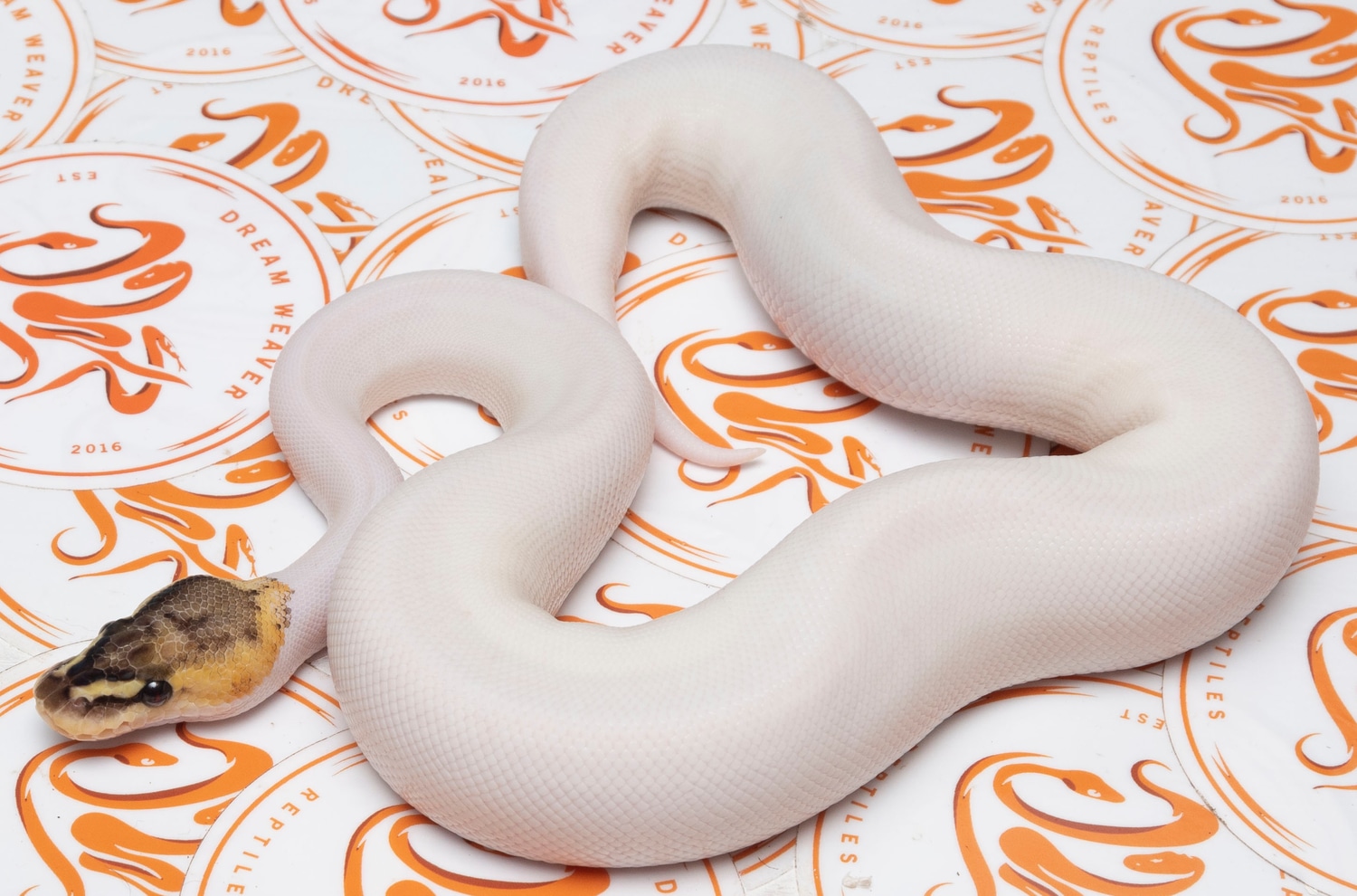 Firefly Pied (Pos. Superfly) Ball Python by Dream Weaver Reptiles ...