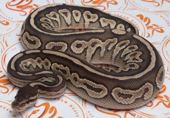 Cinnamon Mojave Ball Python by Dream Weaver Reptiles