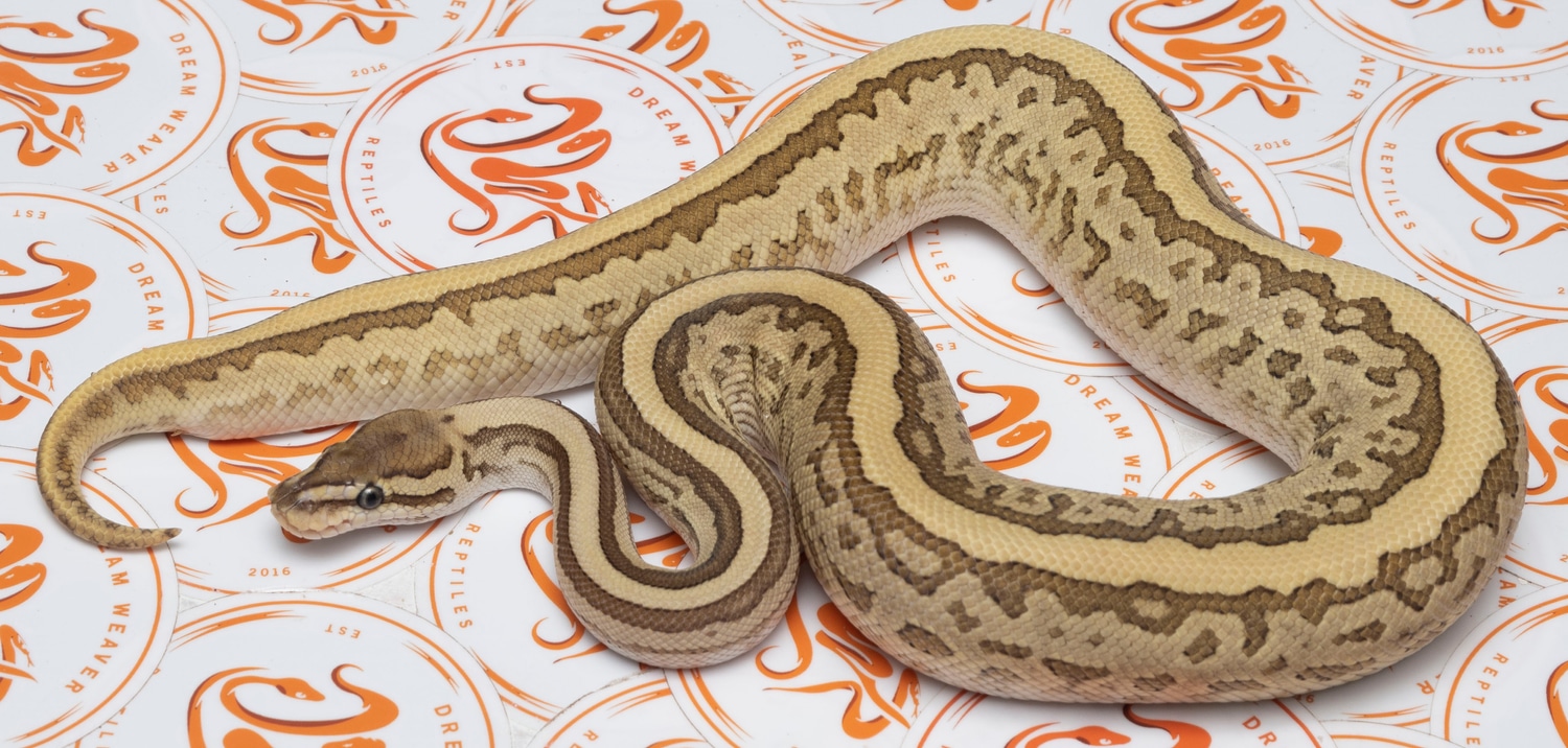 Leopard Butter Pinstripe Het. Clown 50% Het. Pied Ball Python by Dream ...