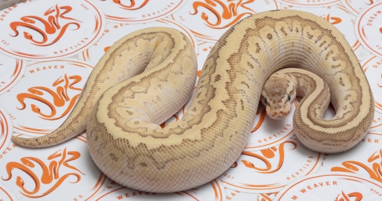 Pastel Butter Pinstripe Het. Clown Ball Python by Dream Weaver Reptiles