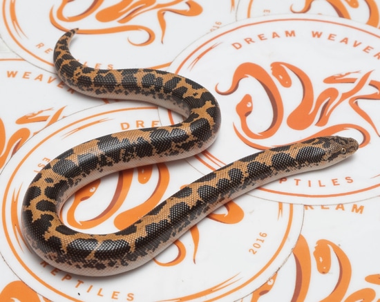 Normal Dbl. Het. Anery/Paradox Albino Kenyan Sand Boa by Dream Weaver ...