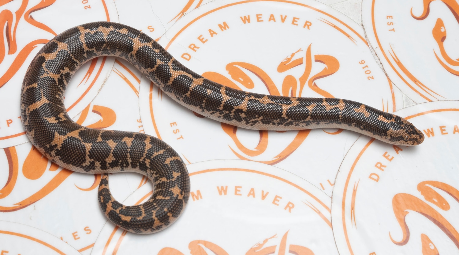 Normal Dbl. Het. Anery/Paradox Albino Kenyan Sand Boa by Dream Weaver ...