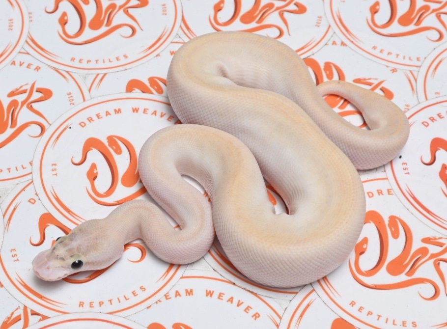 Fire Ivory Ball Python by Dream Weaver Reptiles - MorphMarket