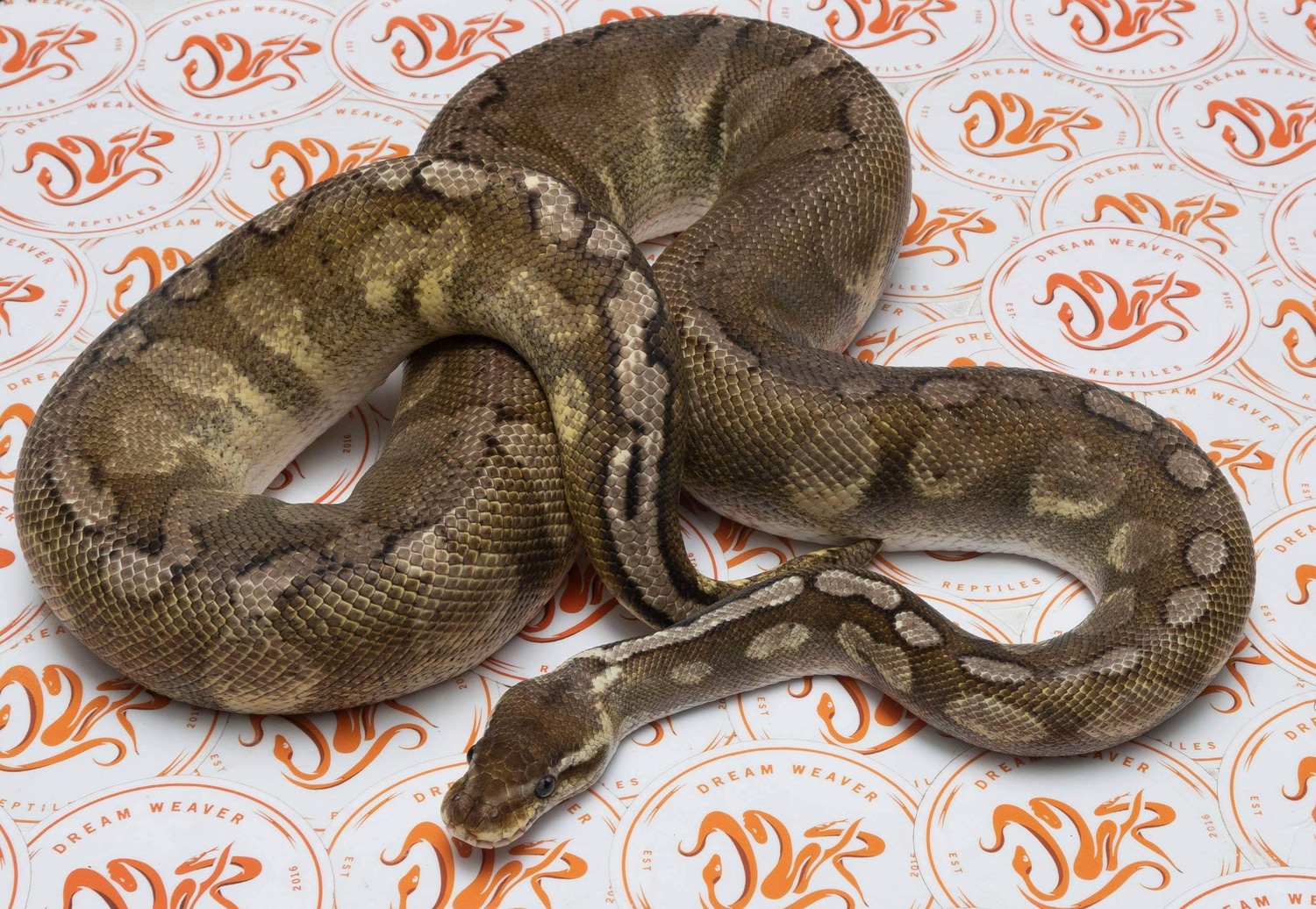 GHI Pewter Ball Python by Dream Weaver Reptiles - MorphMarket
