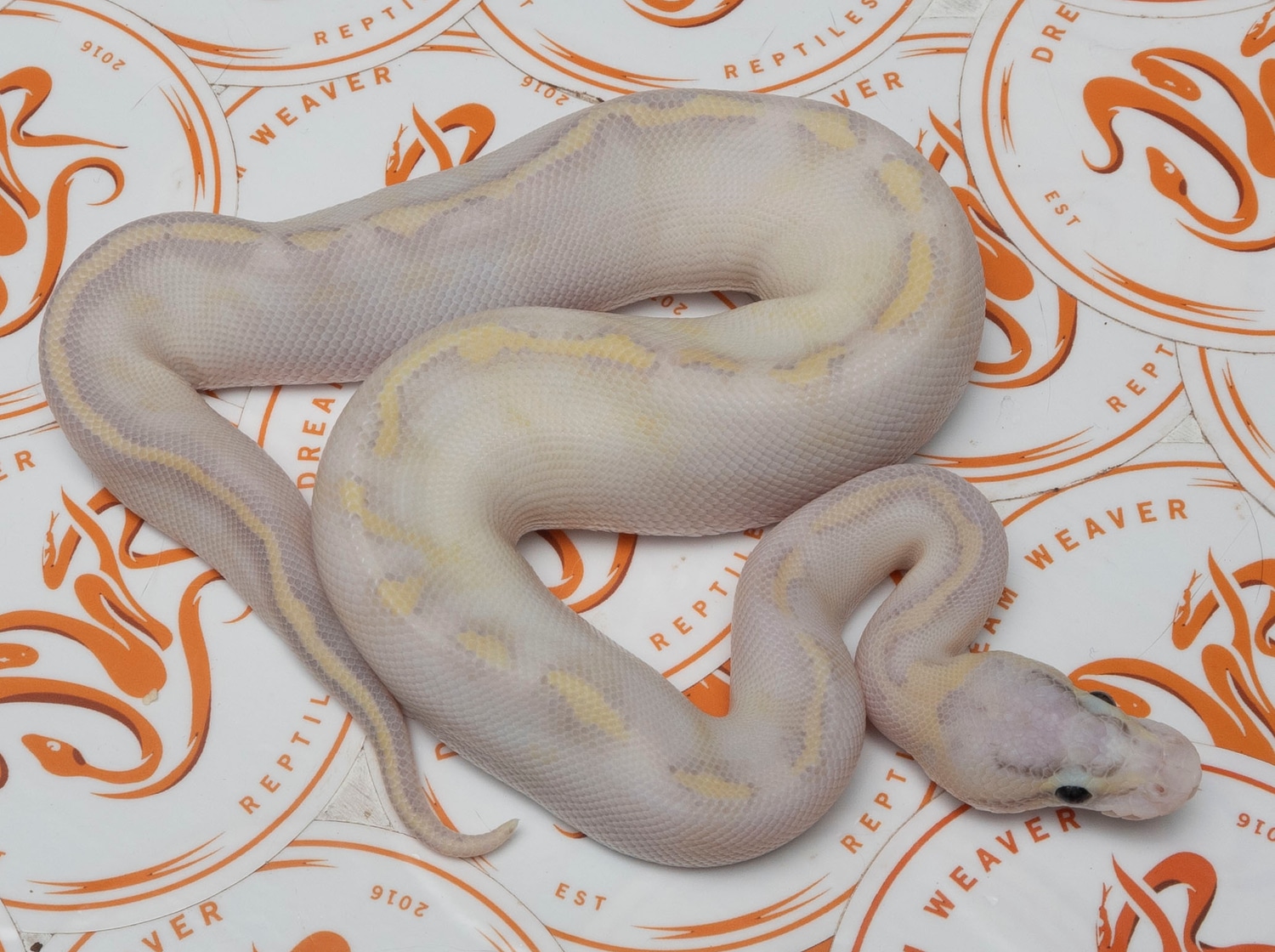 Killer Highway Het. Pied Ball Python by Dream Weaver Reptiles - MorphMarket