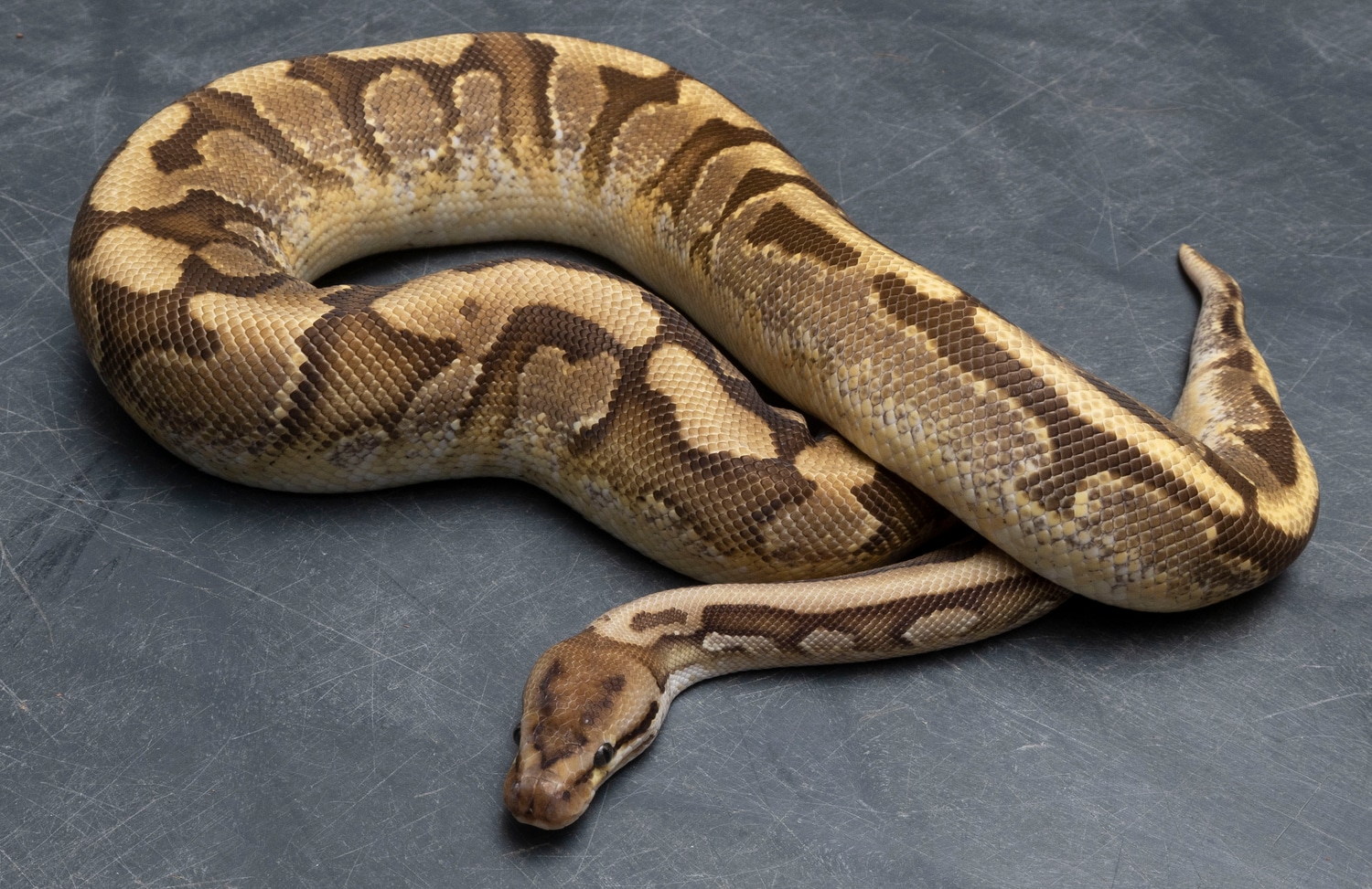 Fire Hidden Gene Woma Yellowbelly Possible Het. Pied Ball Python by ...