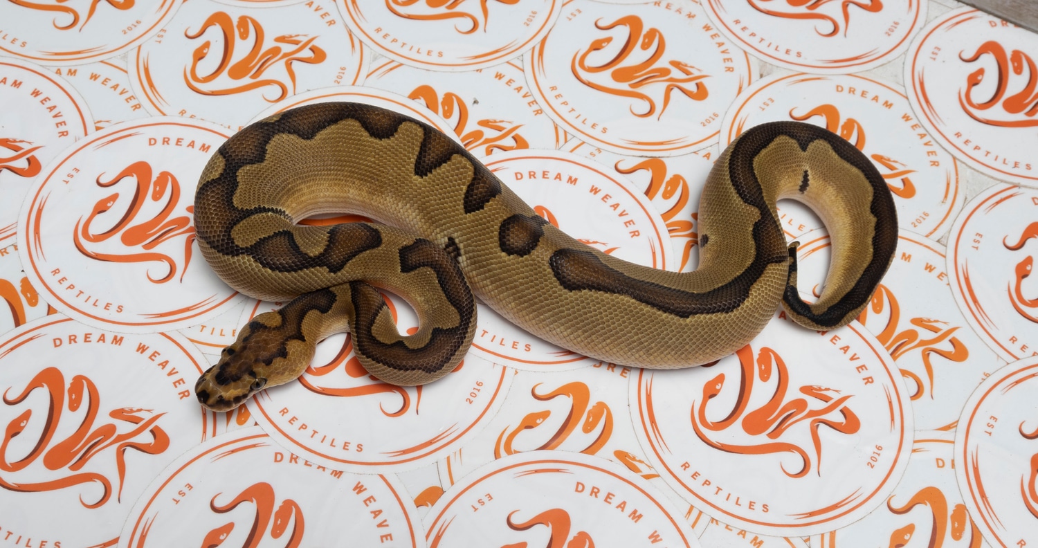 Enchi Clown Ball Python by Dream Weaver Reptiles - MorphMarket