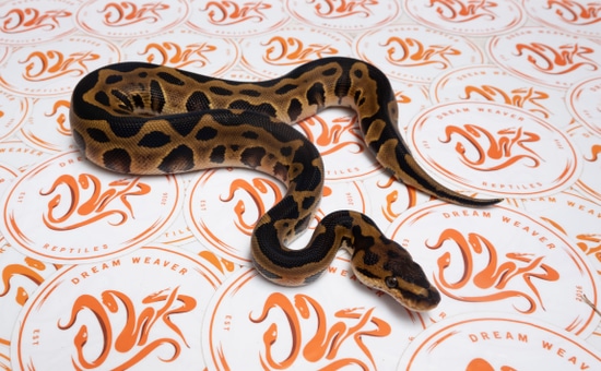Leopard Crypton Het. Ultramel Ball Python by Dream Weaver Reptiles