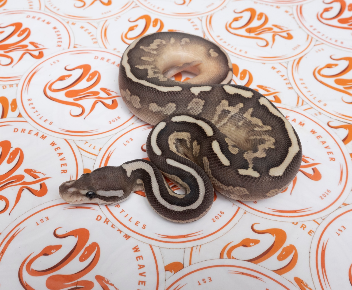 Pastel Black Pastel Gravel Butter Ball Python by Dream Weaver Reptiles ...