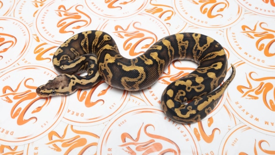 Pastel GHI Yellowbelly Confusion Ball Python by Dream Weaver Reptiles