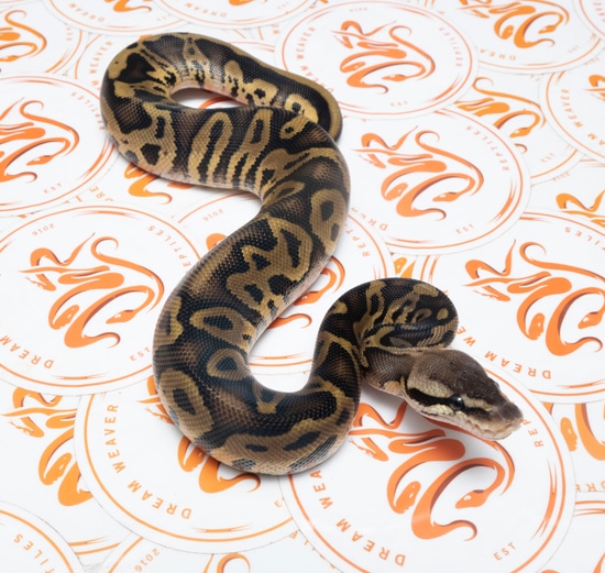 Pastel Leopard Wookie 100% Het. Desert Ghost 50% Het. Clown Ball Python ...