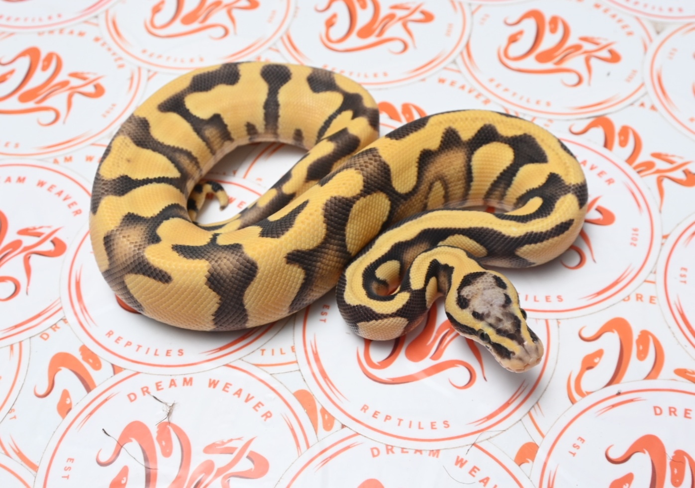 Pastel Enchi Desert Ghost (Possible YB) Ball Python by Dream Weaver ...