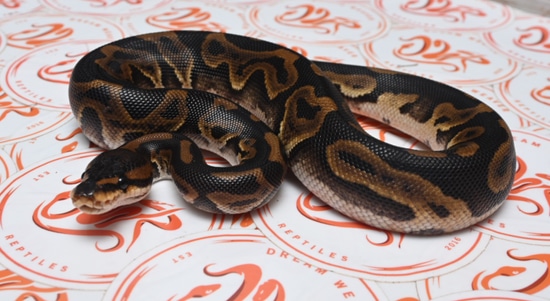 Leopard Wookie Redstripe 50% Het. Clown Ball Python by Dream Weaver ...