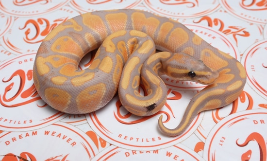 Banana Paradox 66% Het. Pied Ball Python by Dream Weaver Reptiles