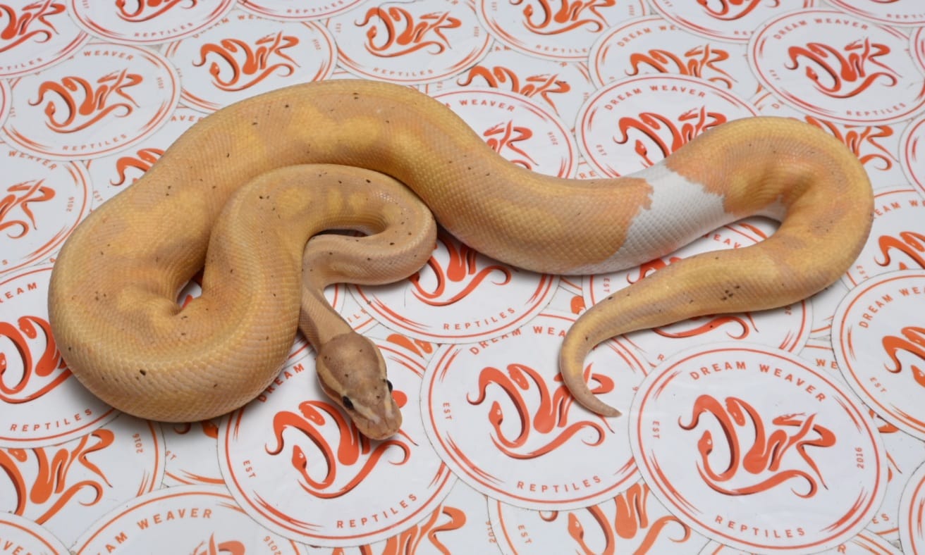 Banana Pied Ball Python by Dream Weaver Reptiles - MorphMarket
