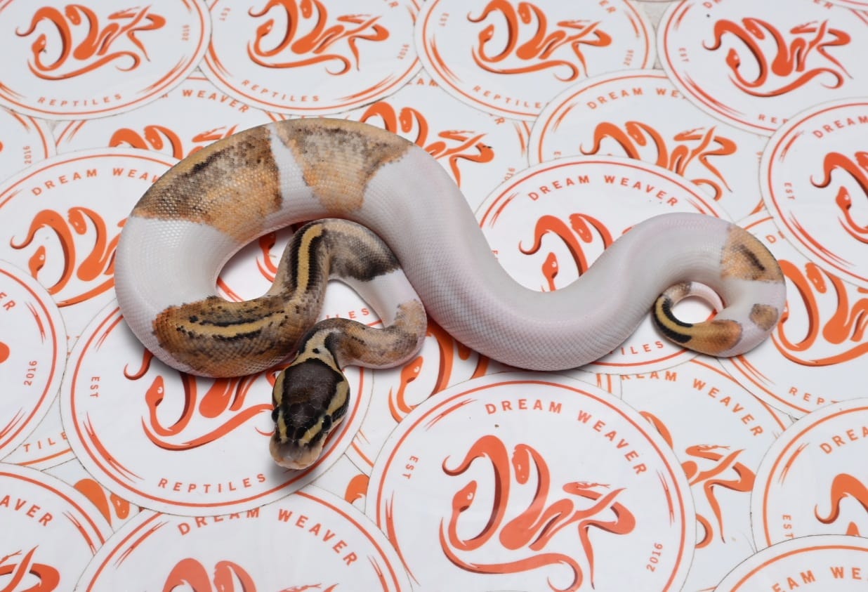 Killer Pied Ball Python by Dream Weaver Reptiles - MorphMarket