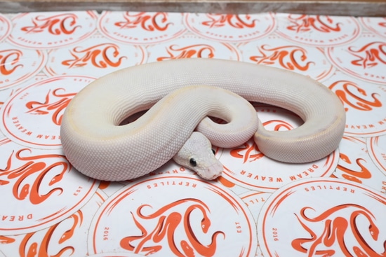 Ivory Possible Blackhead Ball Python by Dream Weaver Reptiles
