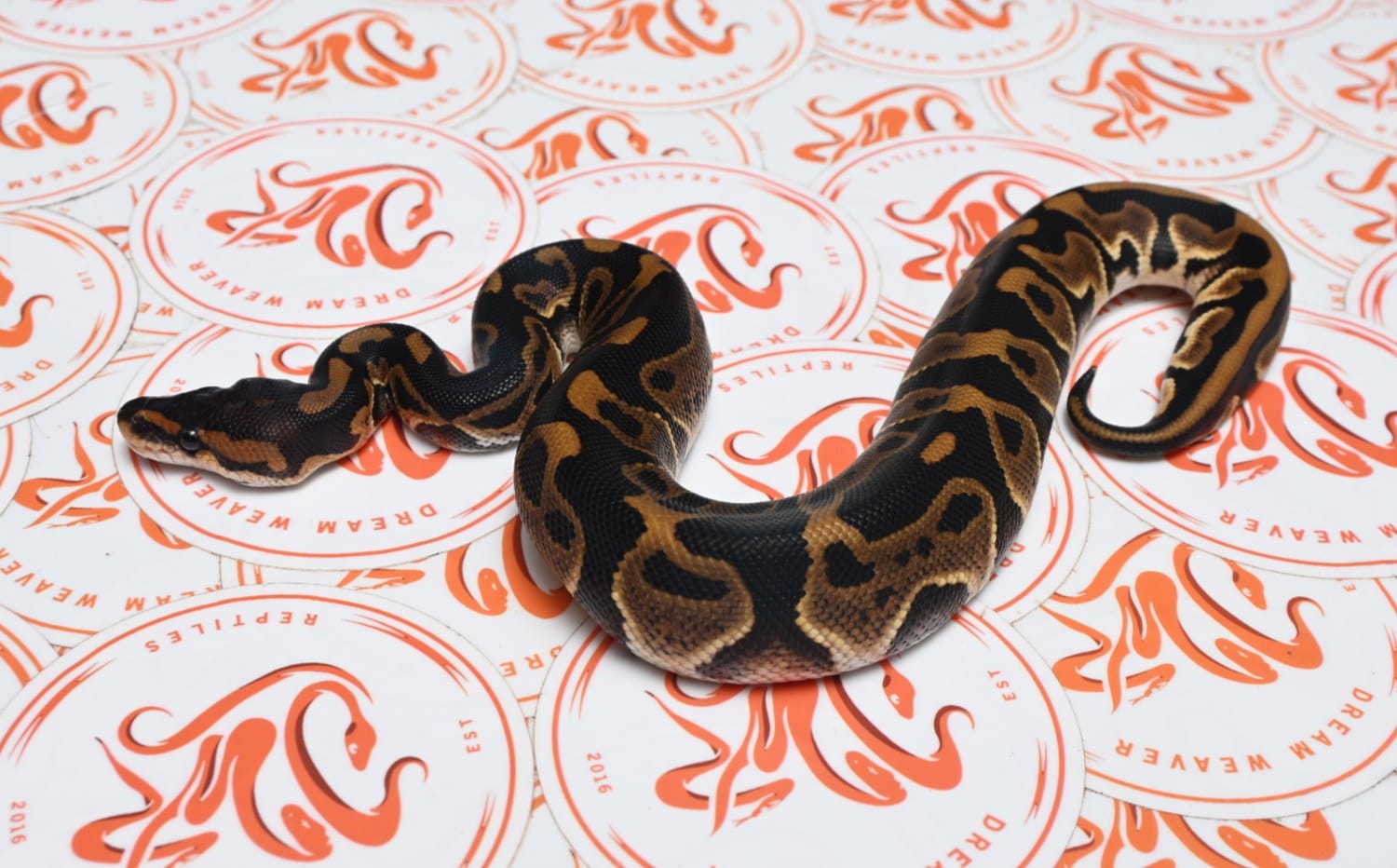 Wookie Leopard Pos Redstripe % Het. Clown Ball Python by Dream Weaver ...