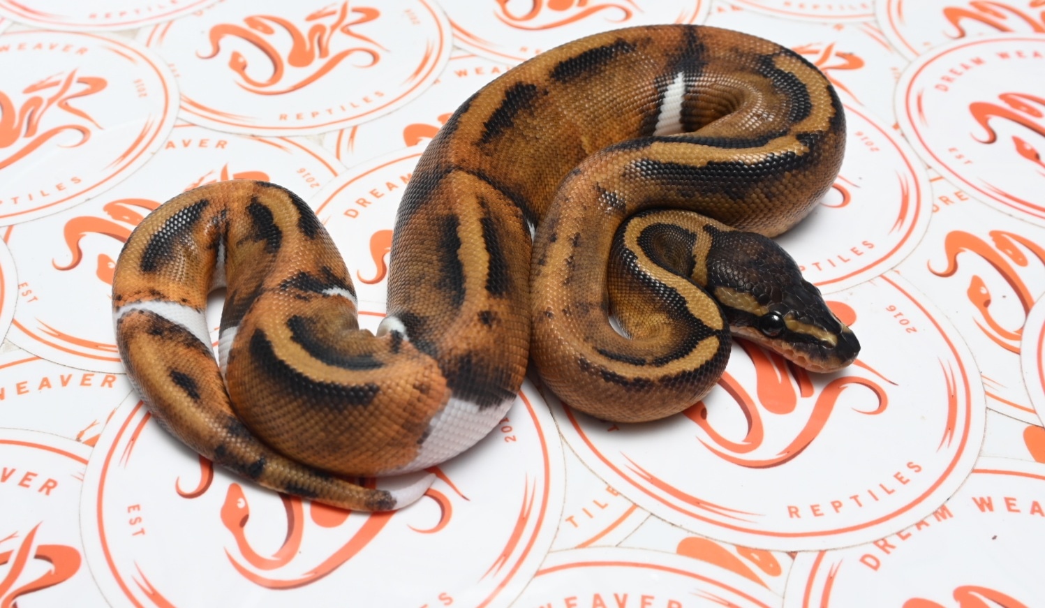 Mahogany Pied 100% Het. Lavender Albino Ball Python by Dream Weaver ...